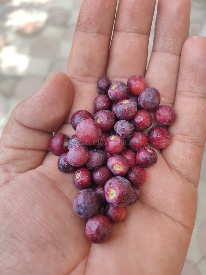 Falsa Fruit Hand Stock Photos - Free & Royalty-Free Stock Photos from ...