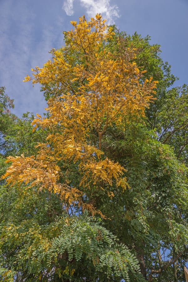 False Acacia (Robinia Pseudoacacia) Stock Image - Image of summer ...