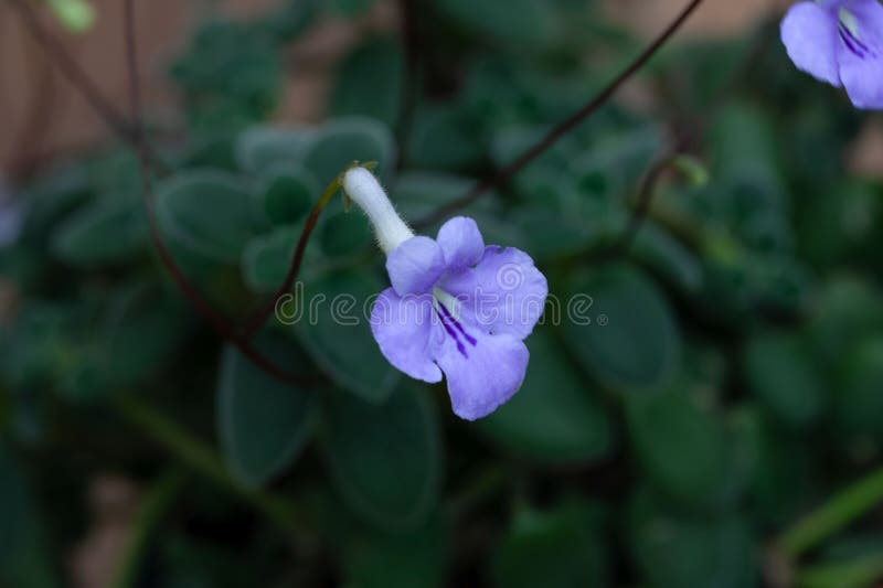 False African Violet, Streptocarpus Saxorum Stock Photo - Image of ...