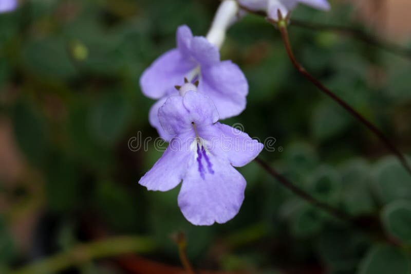 False African Violet, Streptocarpus Saxorum Stock Image - Image of ...