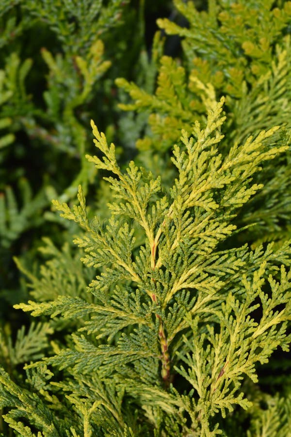 Hiba arborvitae stock photo. Image of green, thuja, garden - 169870078