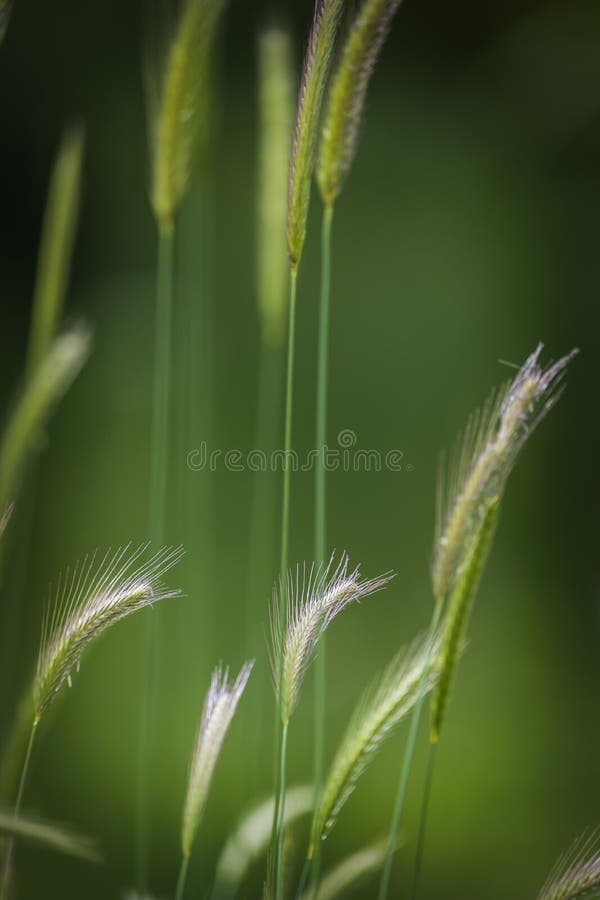 False Barley on a Field in the Forest in Spring. Hordeum Murinum Stock ...