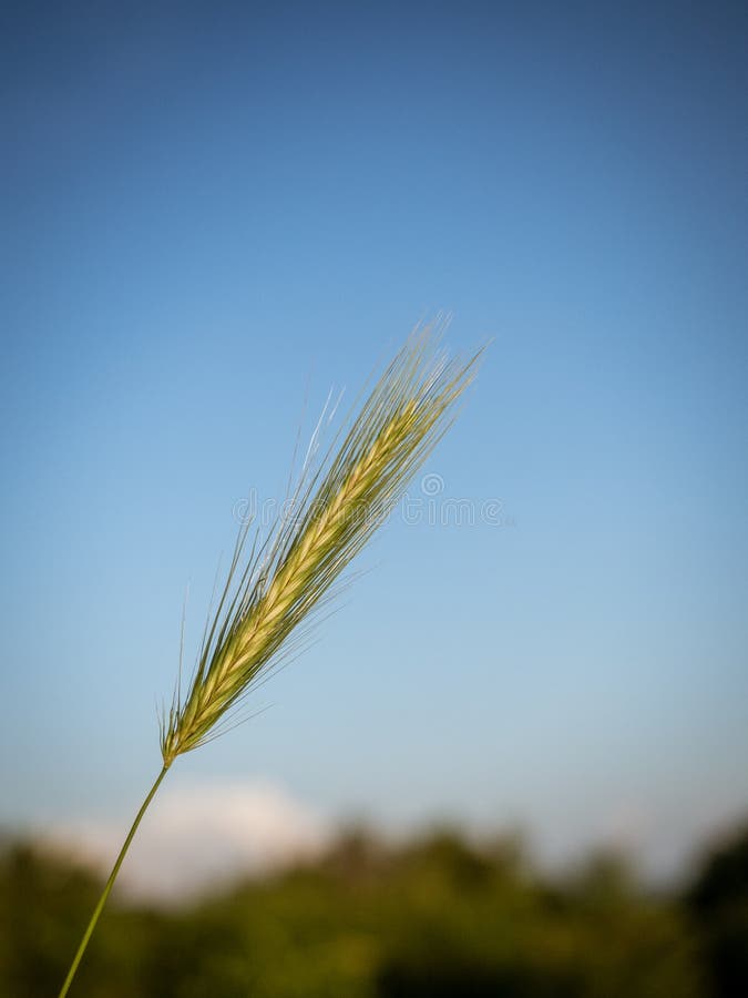 False Barley stock photo. Image of green, nature, flora - 31174654