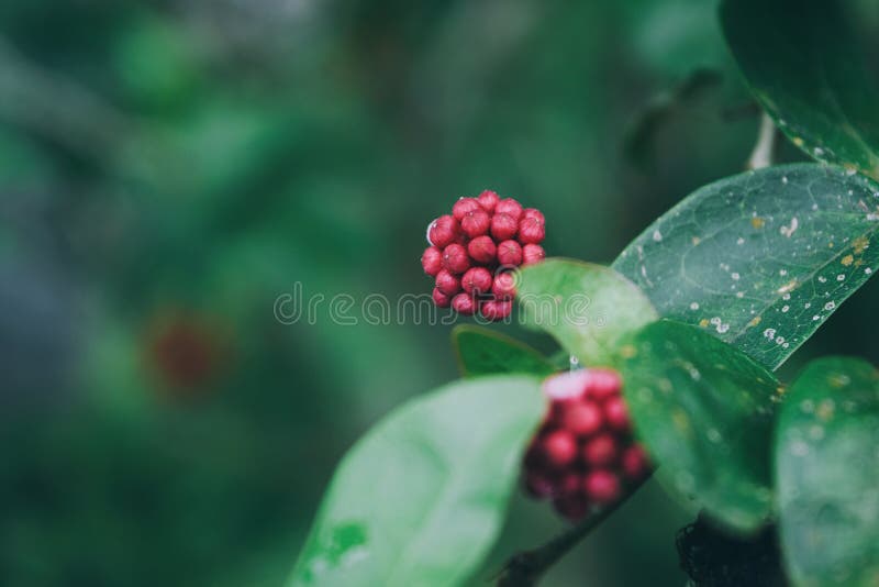 False-berry stock photo. Image of delicious, falseberry - 119801820