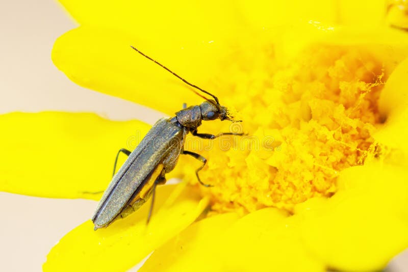 False Blister Beetle Feeding on Pollen, Oedemera Crassipes Stock Image ...