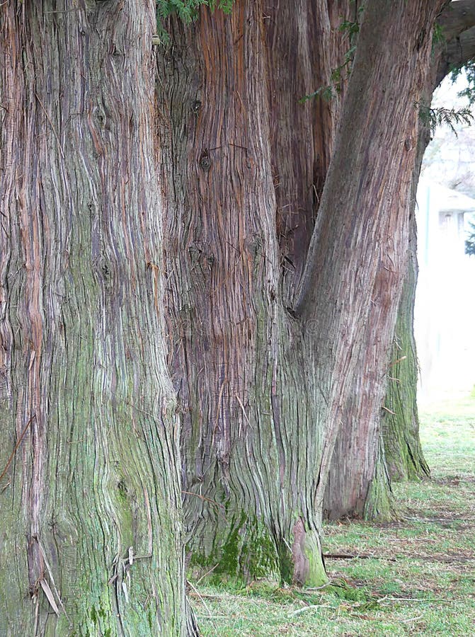 A Row of False Cedar Trees Detailing Their Papery Bark Stock Image ...