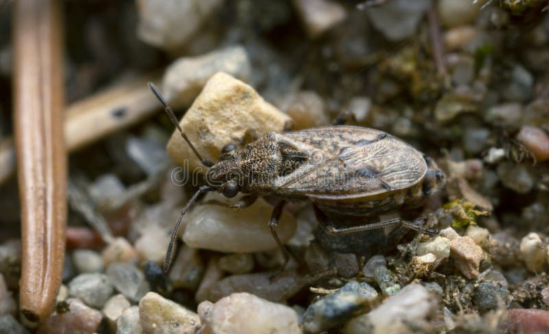 False Chinch Bug Nysius in Natural Environment Stock Photo - Image of ...