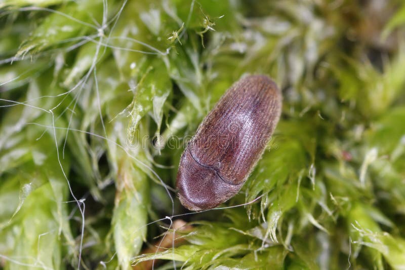 123 Insect Frass Stock Photos - Free & Royalty-Free Stock Photos from ...