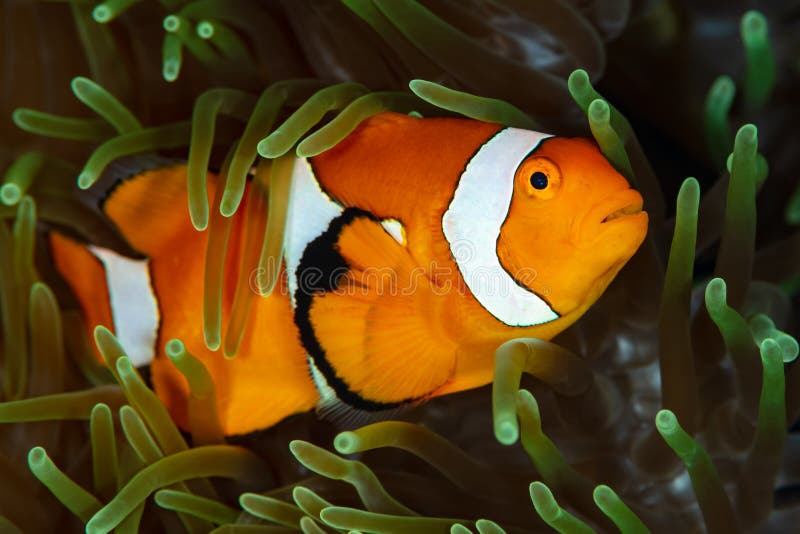 False clown anemonefish stock image. Image of irian - 220895975
