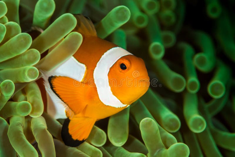 False Clown Anemonefish, Clownfish Stock Image - Image of amphiprion ...