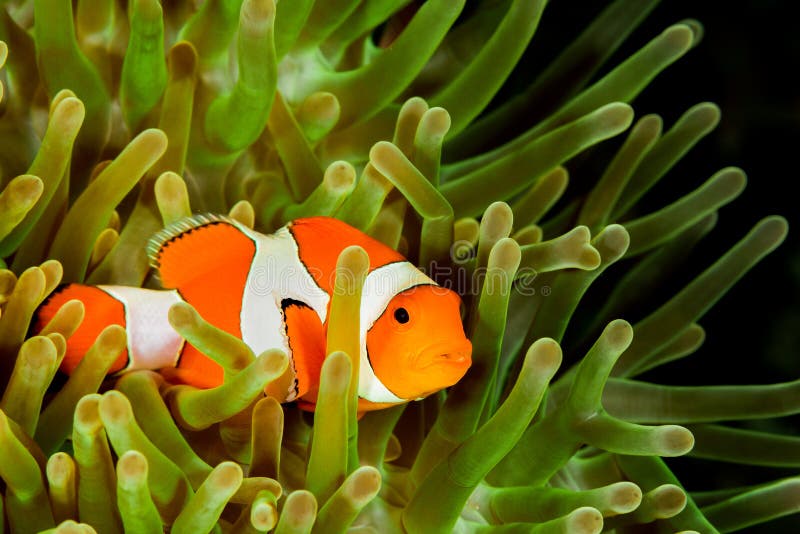 Clownfish Reef stock photo. Image of soft, pacific, islands - 157458