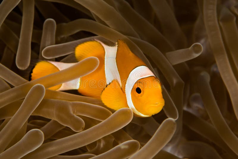 Clownfish Reef stock photo. Image of soft, pacific, islands - 157458