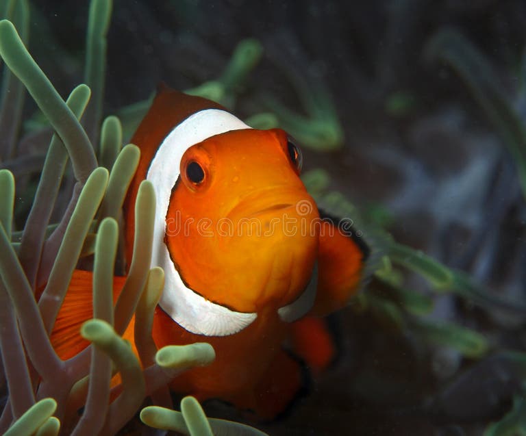 False clown fish stock image. Image of reef, fish, animal - 12555249