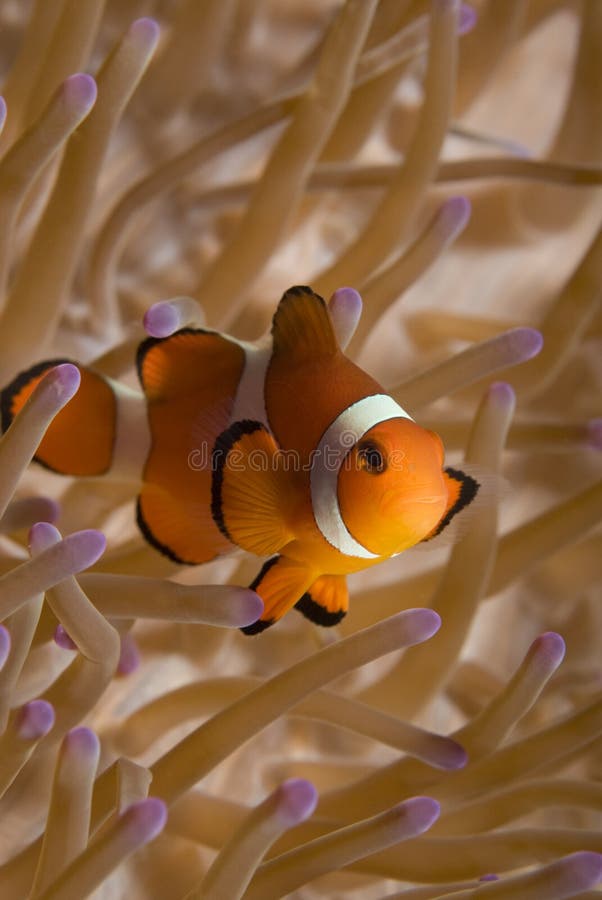 False Clown Fish stock photo. Image of ocellaris, saltwater - 9865676