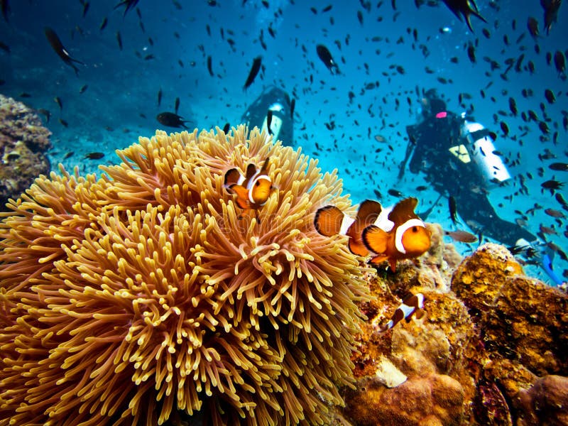 Coral Reef Scene with Clownfish Stock Photo - Image of ocean, marine ...