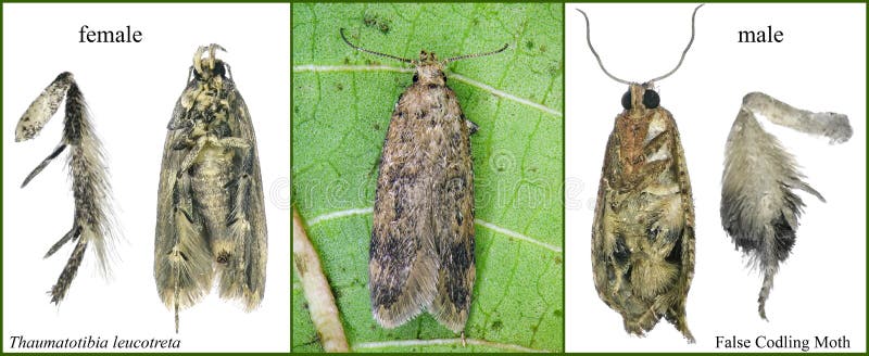 False Codling Moth stock photo. Image of dangerous, control - 124550278