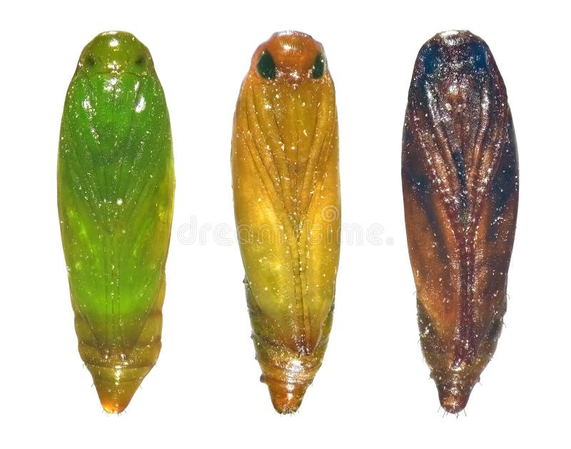 Codling Moth Caterpillar on Peach Stock Image - Image of detail ...