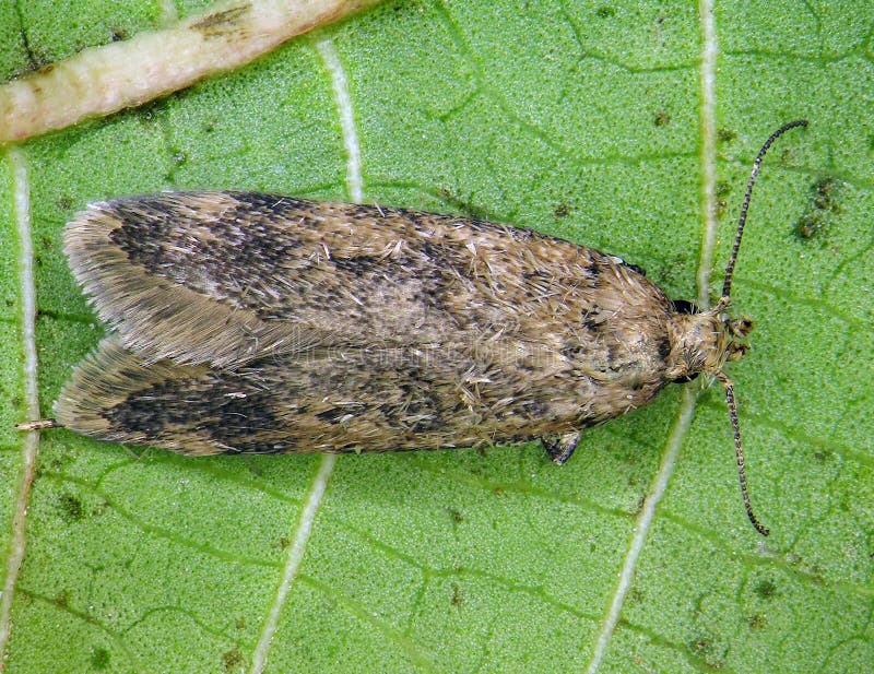 False Codling Moth stock photo. Image of dangerous, control - 124550278