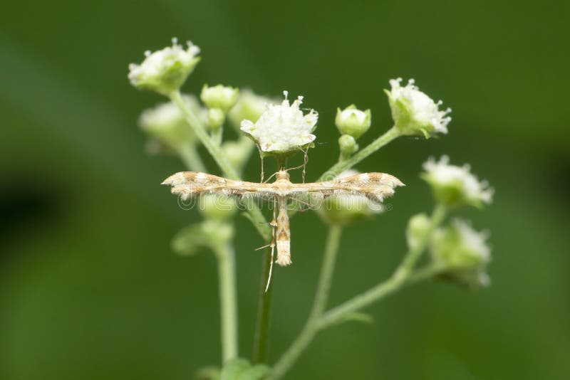 False Codling Moth, Thaumatotibia Leucotreta, Satara, Maharashtra ...