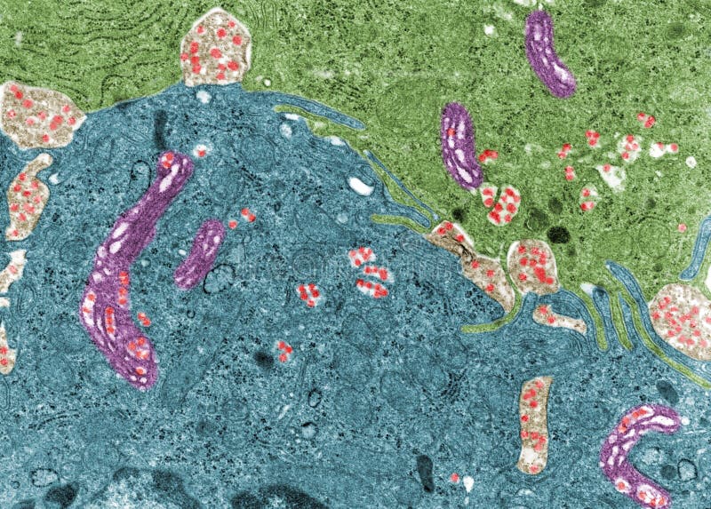 Chylomicrons. Intestinal Cells Stock Photo - Image of microscopy ...