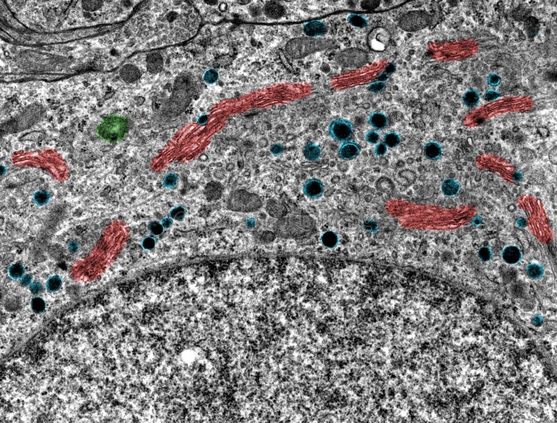 Golgi Apparatus Micrograph