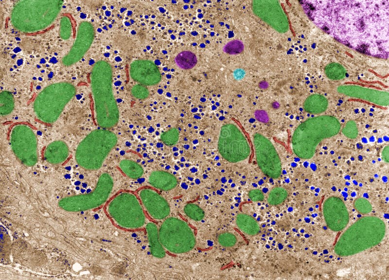 Mitochondria Electron Microscope Color