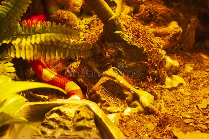 Malesa Stock Photos - Free & Royalty-Free Stock Photos from Dreamstime