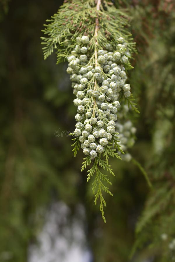 False cypress stock image. Image of close, branch, outdoors - 336624137