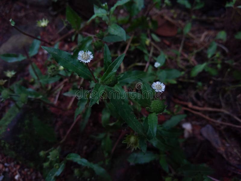 False daisy plant flower stock photo. Image of wildflower - 188735040