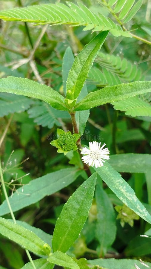 False daisy plant natural stock image. Image of food - 351326081