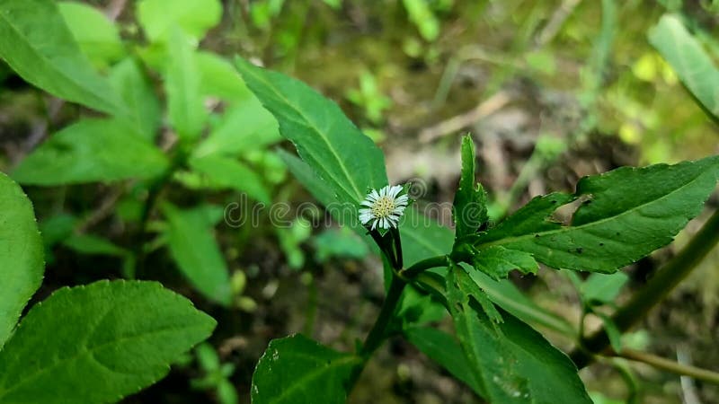 False Daisy Trailing Eclipta Bhringaraj Kesharaj Eclipta Prostrata ...
