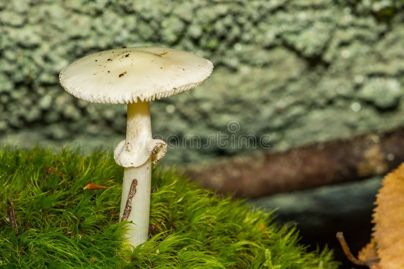 False Death Cap - Amanita Citrina Stock Image - Image of species, field ...