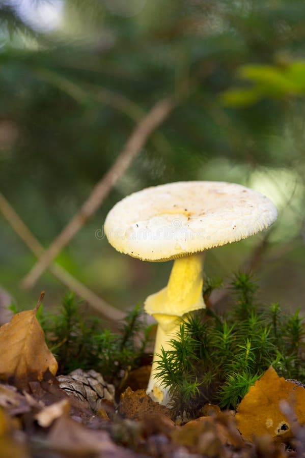 Toadstool (Death Cap) in a Forest Stock Photo - Image of muscaria ...