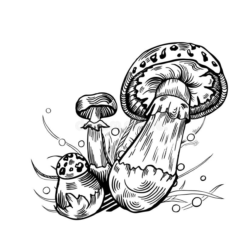 Death Cap Mushroom Stock Illustrations – 410 Death Cap Mushroom Stock ...