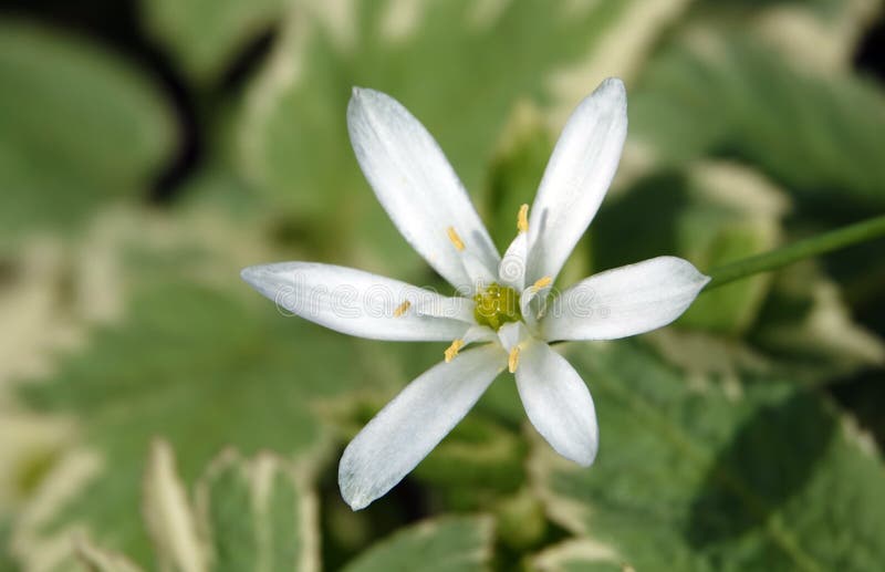 False Garlic stock image. Image of meadows, flowers, bright - 89225019
