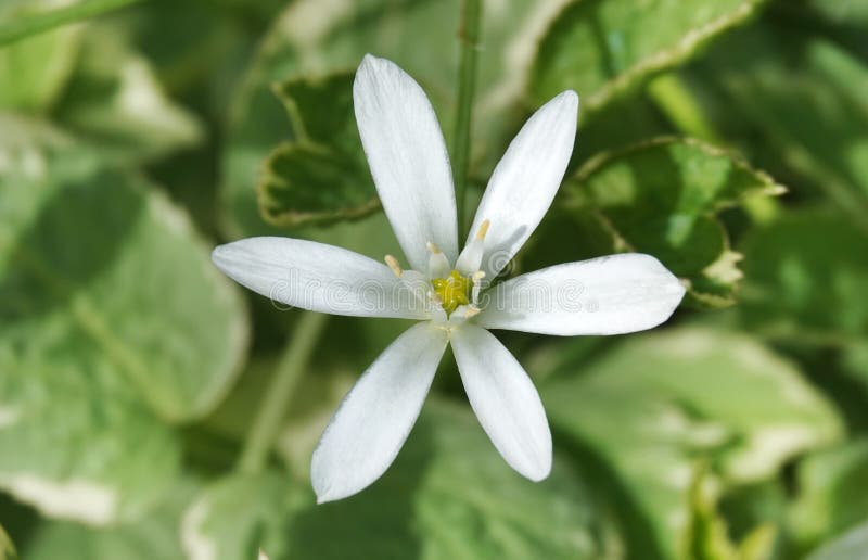 False Garlic stock image. Image of meadows, flowers, bright - 89225019