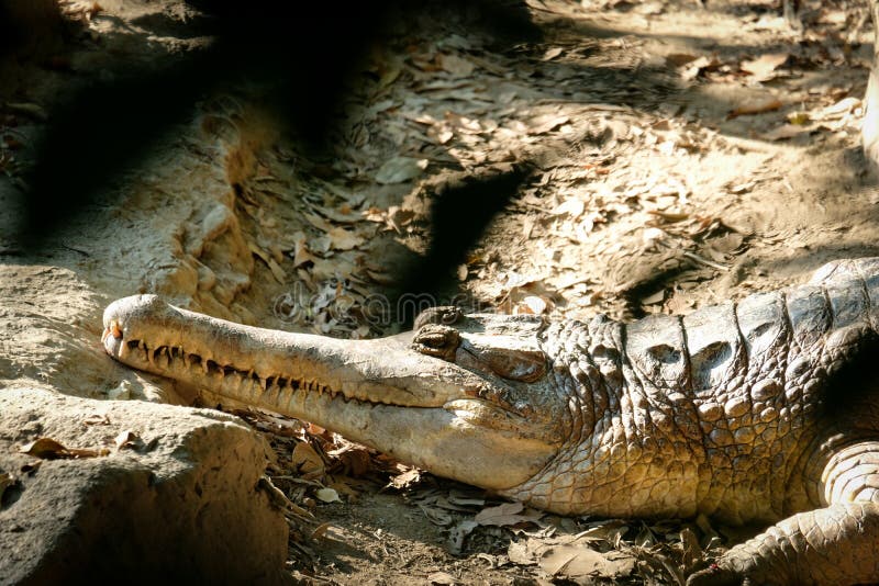 Gharia Stock Photos - Free & Royalty-Free Stock Photos from Dreamstime