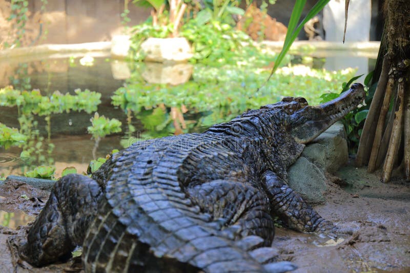 False Gharial is Crocodile Also Known As Malayan Gharial. Stock Photo ...