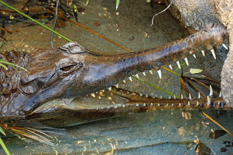 False Gharial stock photo. Image of false, green, amphibious - 66839834