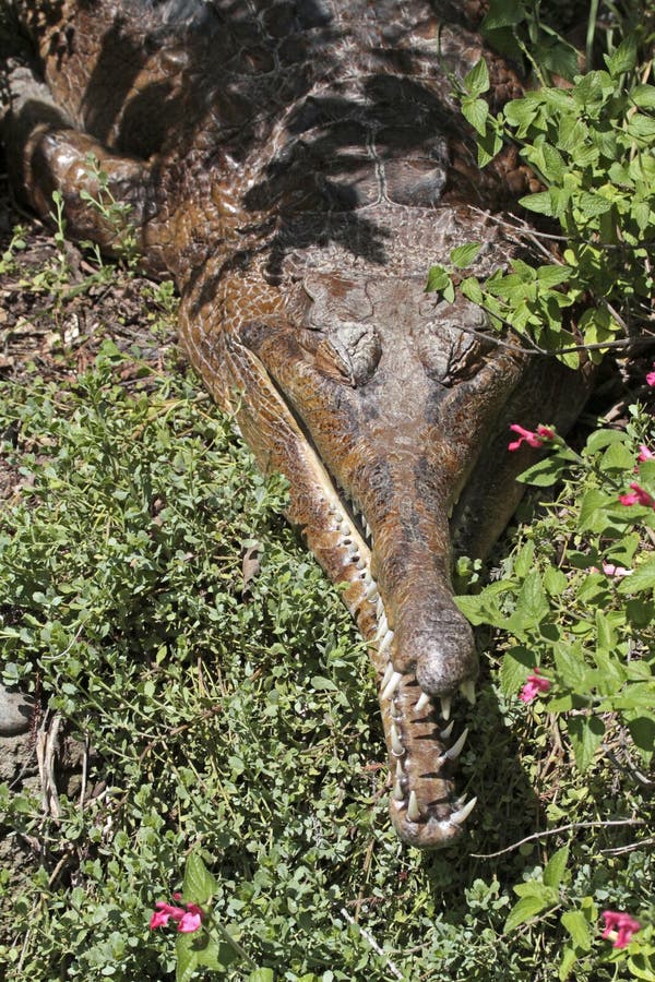 False Gharial stock image. Image of animal, hunter, claws - 52487871