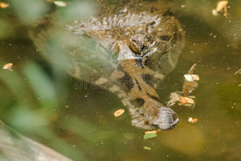 Alligator Under Tree Stock Photos - Free & Royalty-Free Stock Photos ...