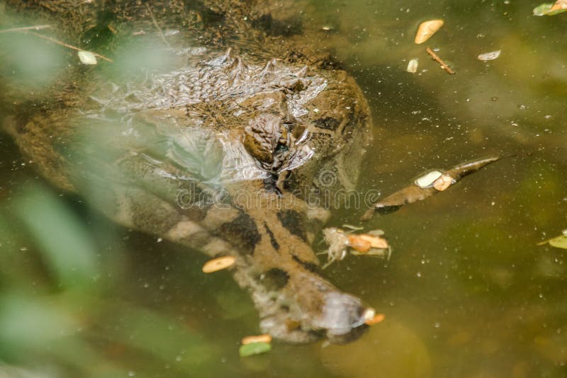 Alligator Under Tree Stock Photos - Free & Royalty-Free Stock Photos ...