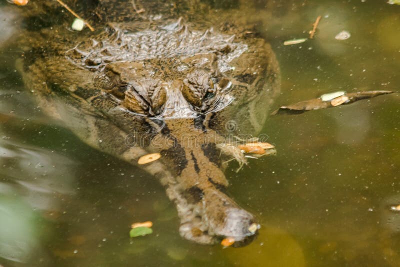 Alligator Under Tree Stock Photos - Free & Royalty-Free Stock Photos ...
