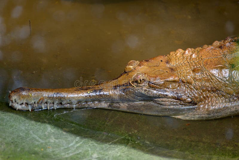 False gharial stock photo. Image of predator, water, schlegelii - 48515406