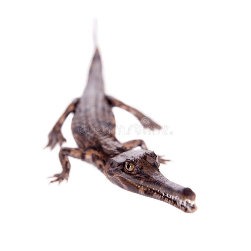 Baby Gavial