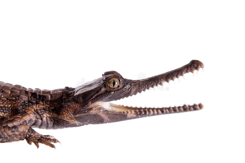Baby Gavial