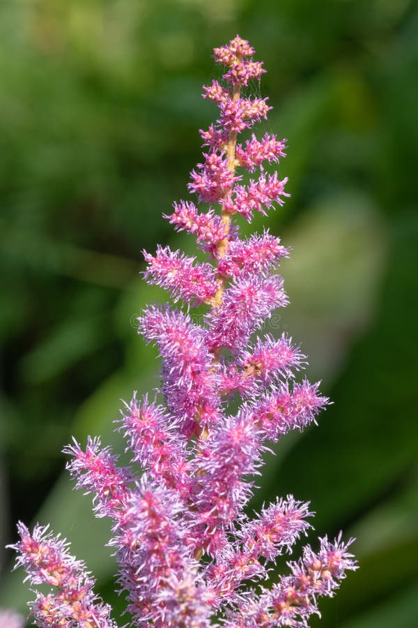 False goats beard flowers stock image. Image of flora - 238347127
