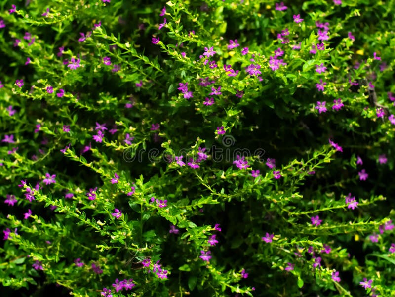 Purple Flower, False Heather Or Elfin Herb (Cuphea Hyssopifolia Stock ...