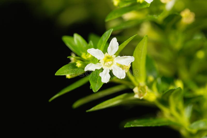 False Heather Cuphea Hyssopifolia Stock Image - Image of blossom ...