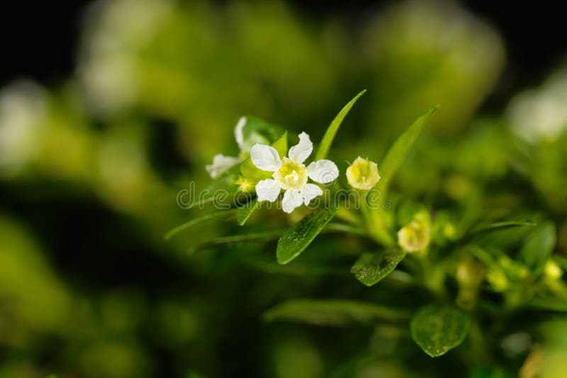 False Heather Cuphea Hyssopifolia Stock Image - Image of false, blossom ...